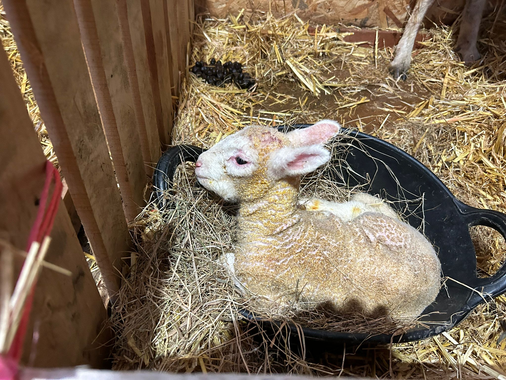 Farm Life in Cornwall – Batham Life